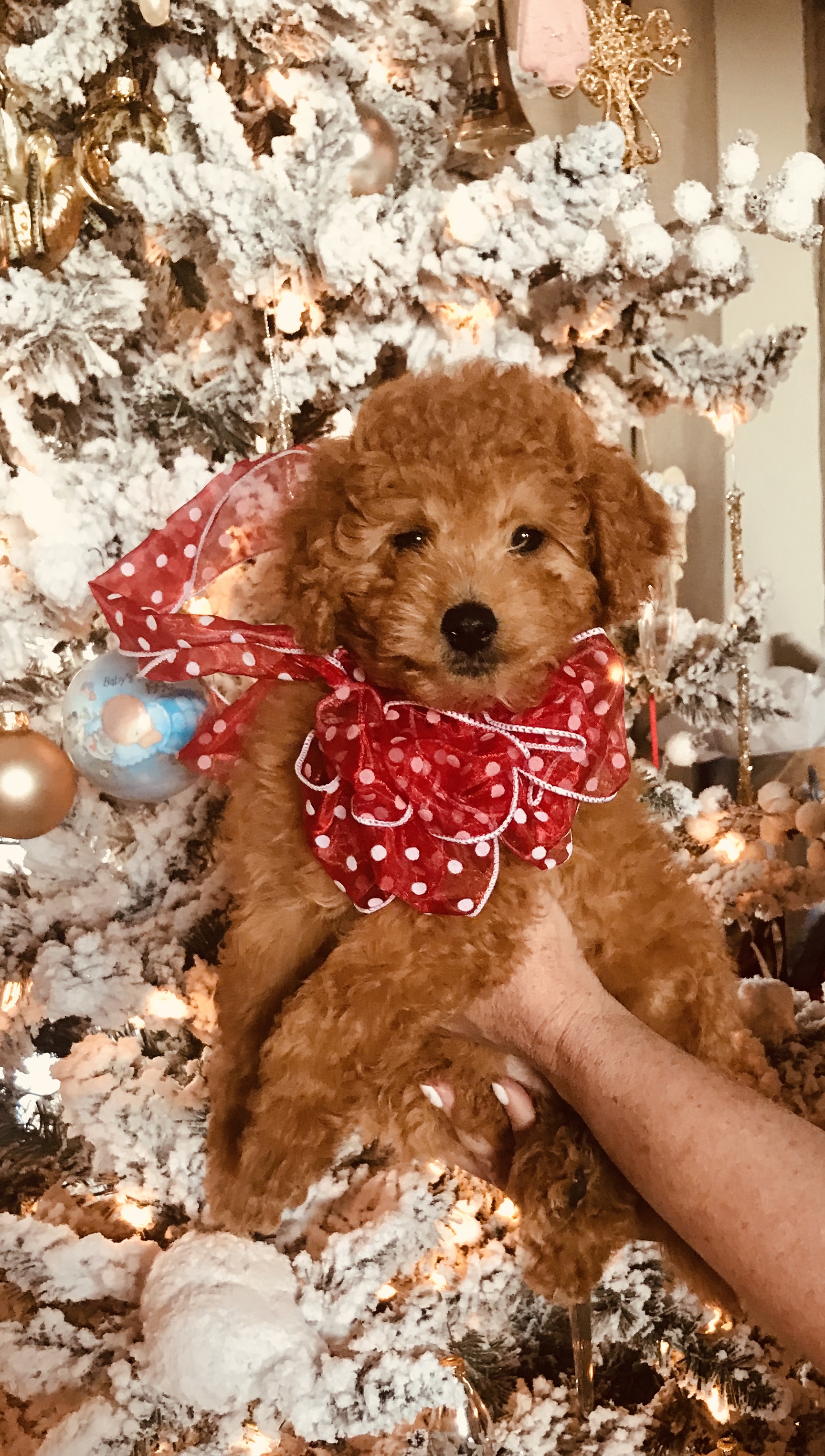 Keystone Puppies Reviews - 53 Reviews of Keystonepuppies.com | Sitejabber