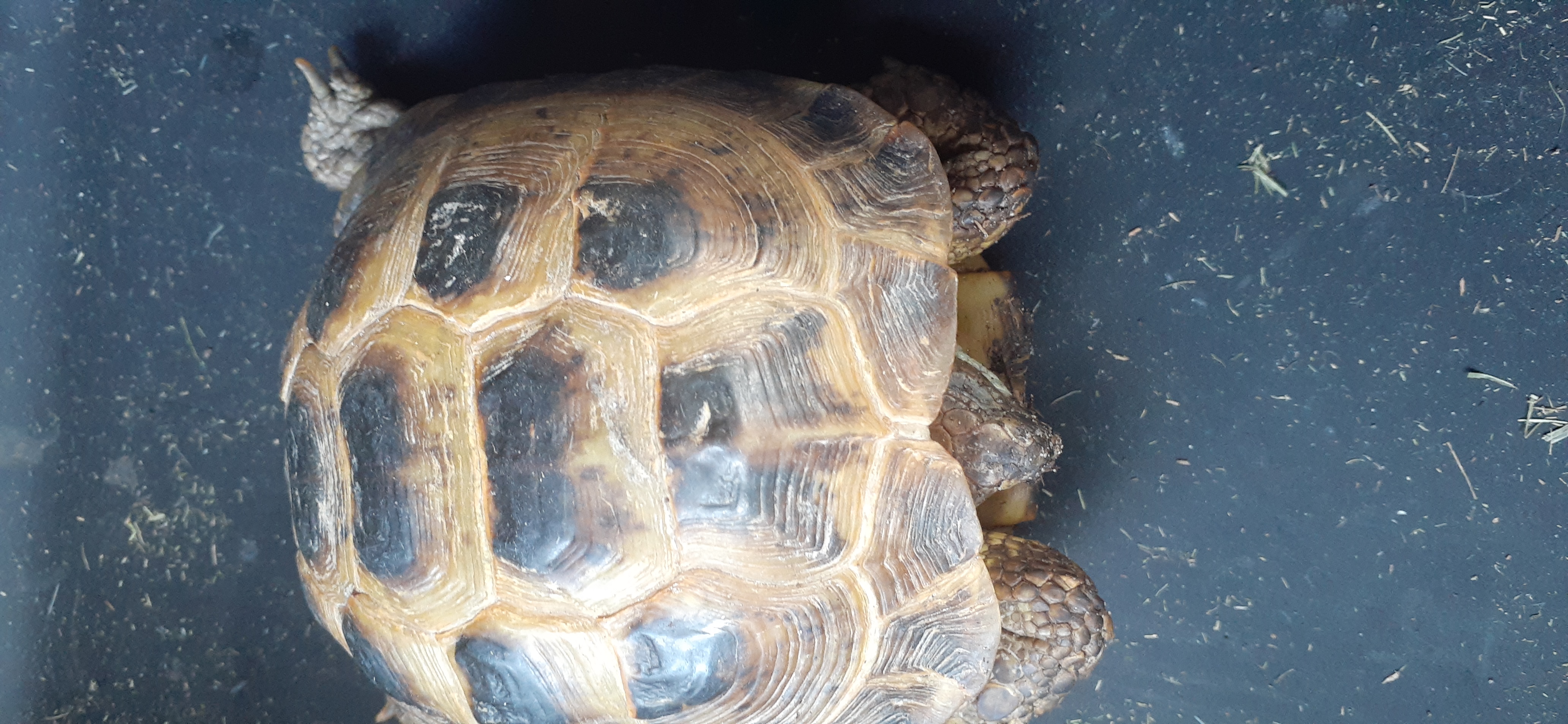 UndergroundReptiles Reviews - 24 Reviews of Undergroundreptiles.com ...